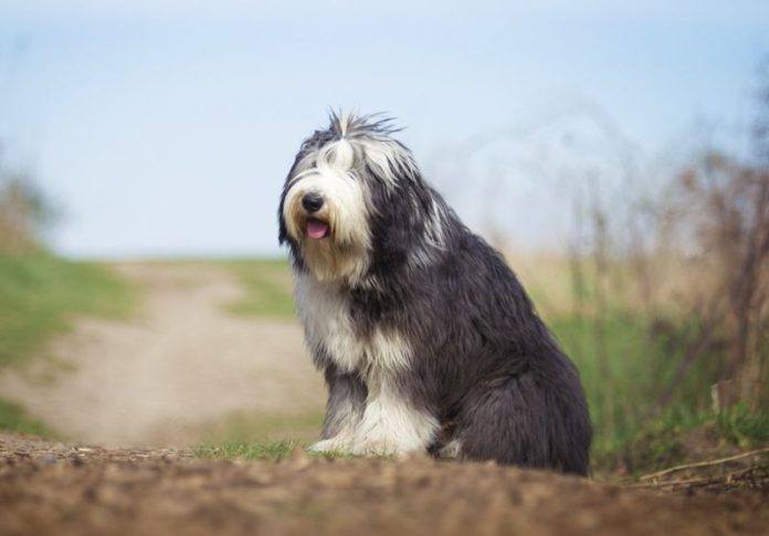 8 Dog Breeds That Are Known For Their Gentle Spirit