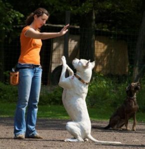 The Complete Guide To A Successful Dog Training