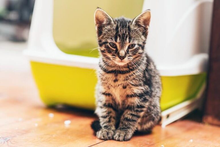 5 MUST-KNOW Multi-Cat Household Tips for Keeping the Peace