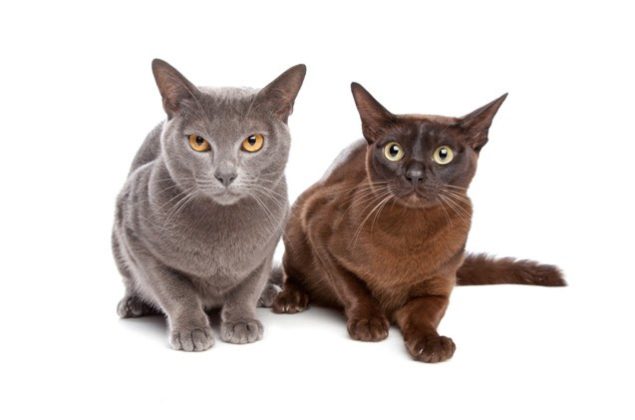 Top 10 Kid-Friendly Cat Breeds | Best Cats for Children