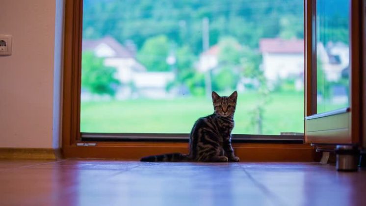 This Is How To Keep Your Indoor Cat Happy, Healthy and Entertained