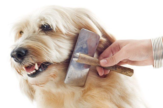 6 Easy Tips to Care for Your Dog’s Coat