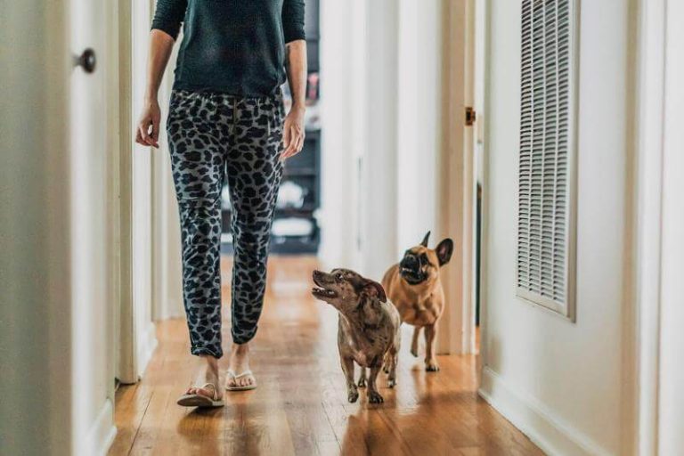 Dog Follow Me Everywhere: Unveiling the Canine Connection