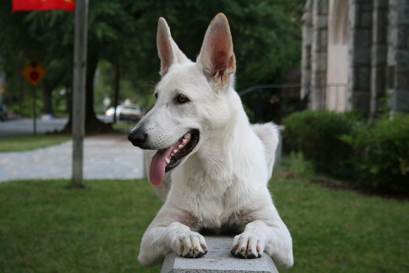White German Shepherd: Facts About this Magnificent Breed