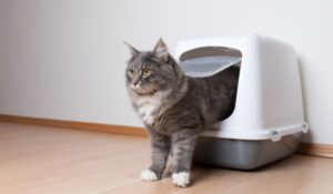 How to Keep a Litter Box from Smelling: 10 Proven Ways