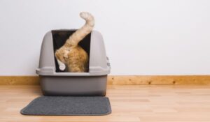 How to Keep a Litter Box from Smelling: 10 Proven Ways