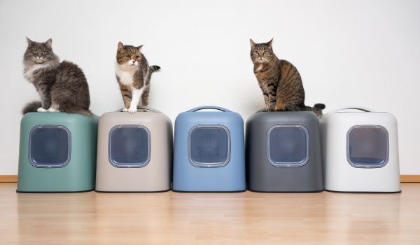 How to Keep a Litter Box from Smelling: 10 Proven Ways
