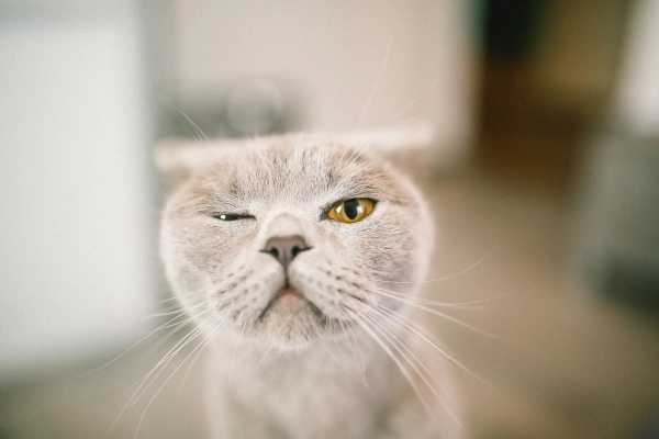 The Meaning Behind Cat Winking: A Complete Guide